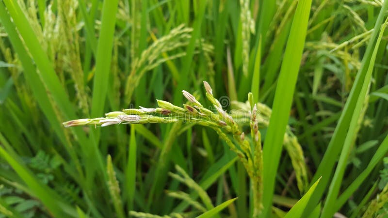 Rice crops stock image. Image of crops, season, rice - 140531897
