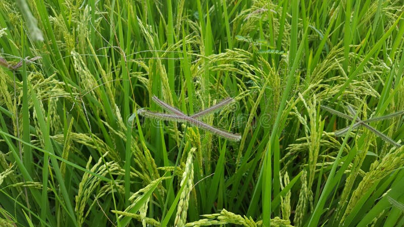 The Rice Crops in the Pest Attack Ahead of the Harvest Season Stock ...