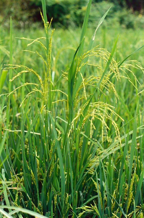 Rice crops in field, India stock photo. Image of bend - 348641036