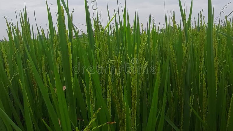 Rice Crops Field in Kerala India , Young Rice Crops Getting Ready for ...