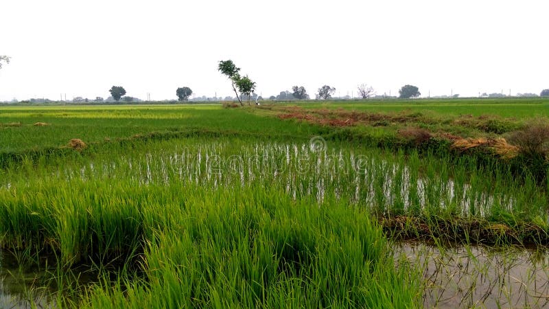 Rice crops fields snap stock image. Image of establishment - 226905245