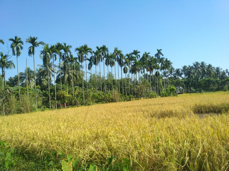 Rice crops stock photo. Image of natural, crops, rice - 103580442