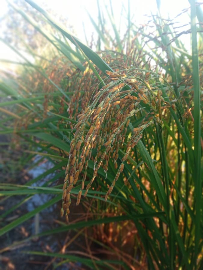 Rice is a Cultivated Plant, although There is Also Natural Rice Stock ...