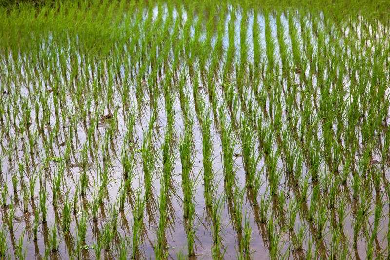 Rice Cultivation stock photo. Image of field, crop, indonesia - 15436044