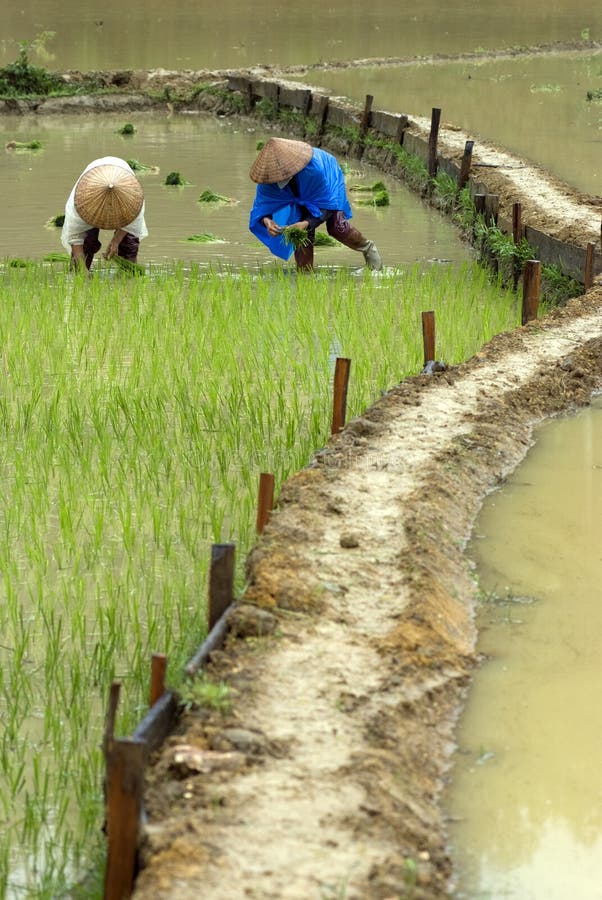 Rice Cultivation editorial photo. Image of farm, season - 58216596