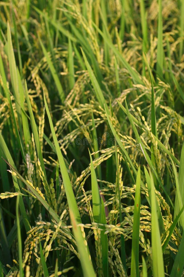 Rice cultivation stock image. Image of food, green, cultivation - 2509069