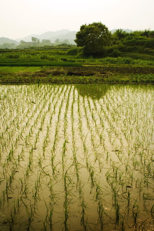 Rice cultivation in china stock photo. Image of plant - 10510258