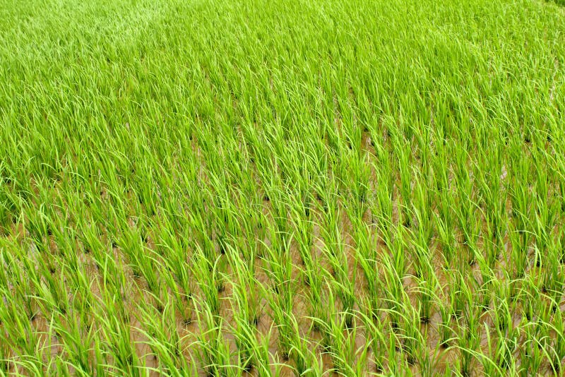 Rice Cultivation in the Country. Rice Cultivation in Asia Stock Photo ...