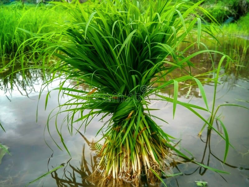 Rice Cultivation , Rice Farming in Fram Stock Image - Image of scene ...