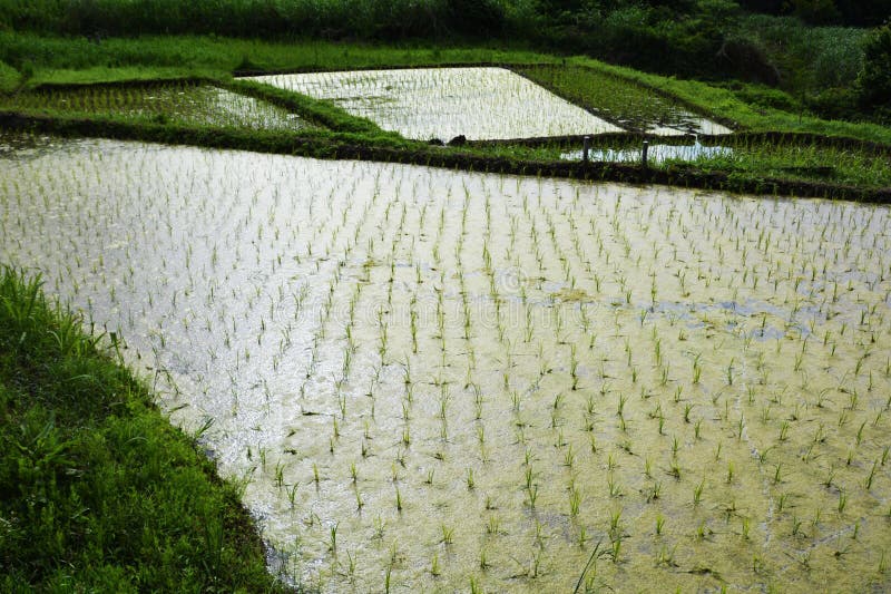 Rice cultivation stock image. Image of asia, crop, agriculture - 127322535