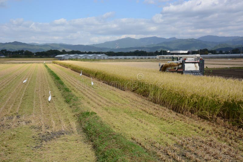 Rice cultivation stock image. Image of countryside, rice - 127322537