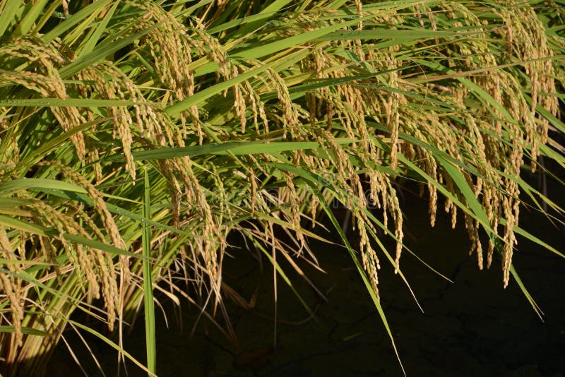 Rice cultivation stock image. Image of natural, food - 127322707