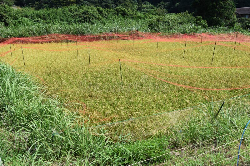 Rice cultivation stock photo. Image of countryside, plant - 158692510