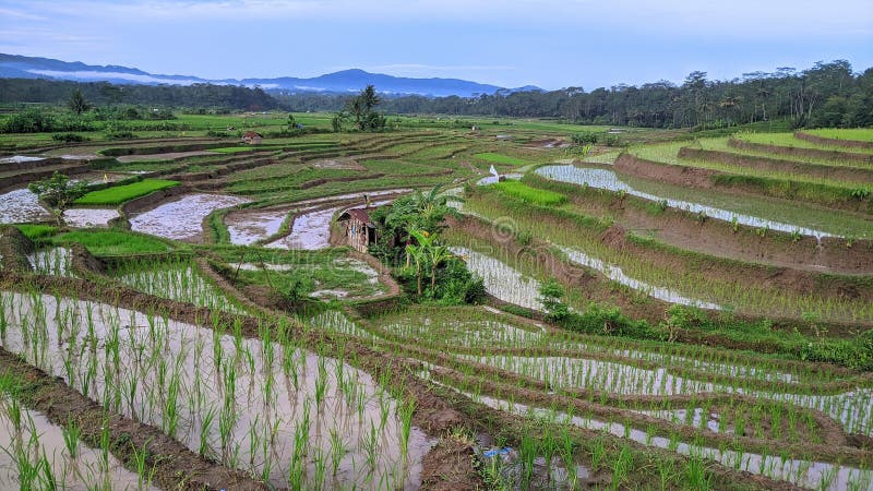 Rice Cultivation in a Large Expanse of Paddy Fields Stock Photo - Image ...