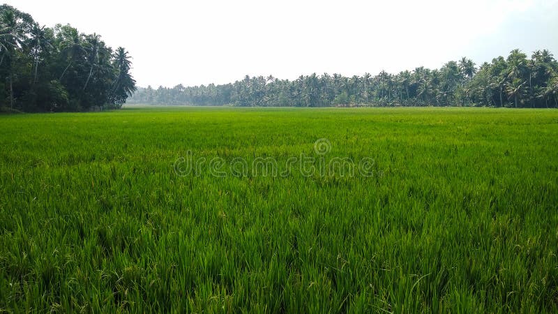 Rice Cultivation, Paddy Field in Thiruvananthapuram, Kerala Stock Image ...