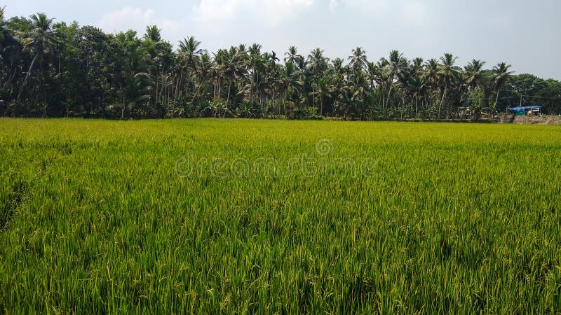 Rice Cultivation, Paddy Field in Thiruvananthapuram, Kerala Stock Image ...