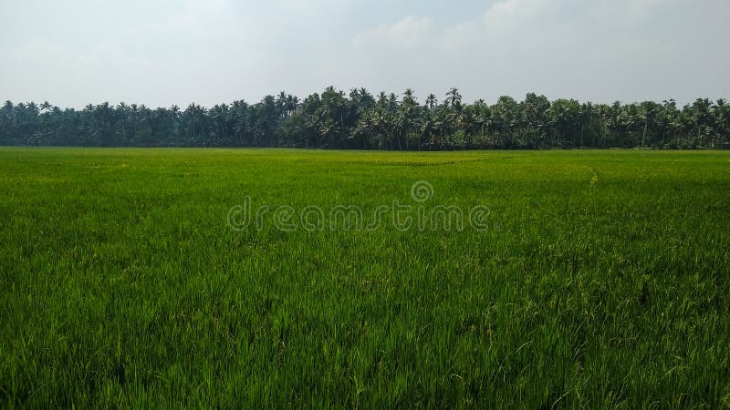 Rice Cultivation, Paddy Field in Thiruvananthapuram, Kerala Stock Photo ...