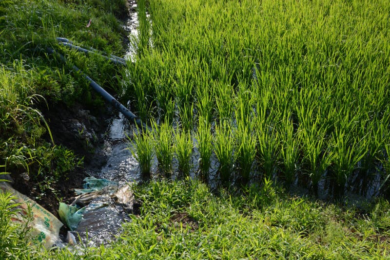 Rice cultivation stock image. Image of cultivation, farmland - 121024737