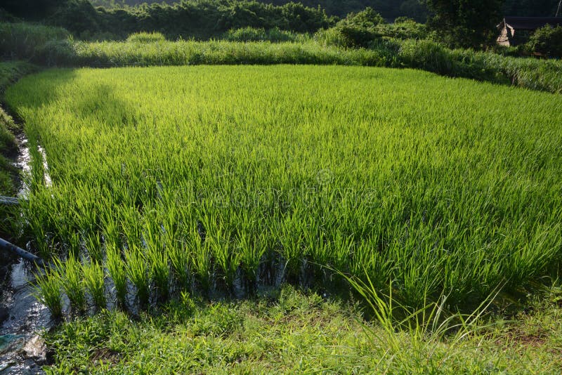 Rice cultivation stock photo. Image of natural, grass - 121024780