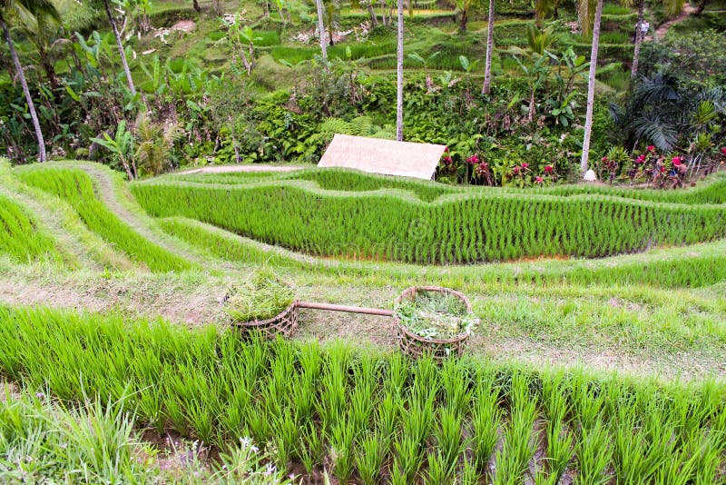 Rice Cultivation in Terraces in Bali Island Stock Photo - Image of ...