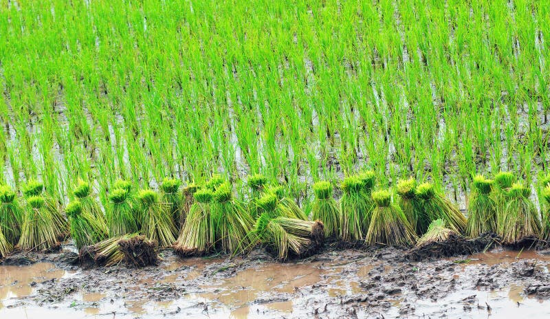 Rice cultivation stock photo. Image of industry, farming - 29927612