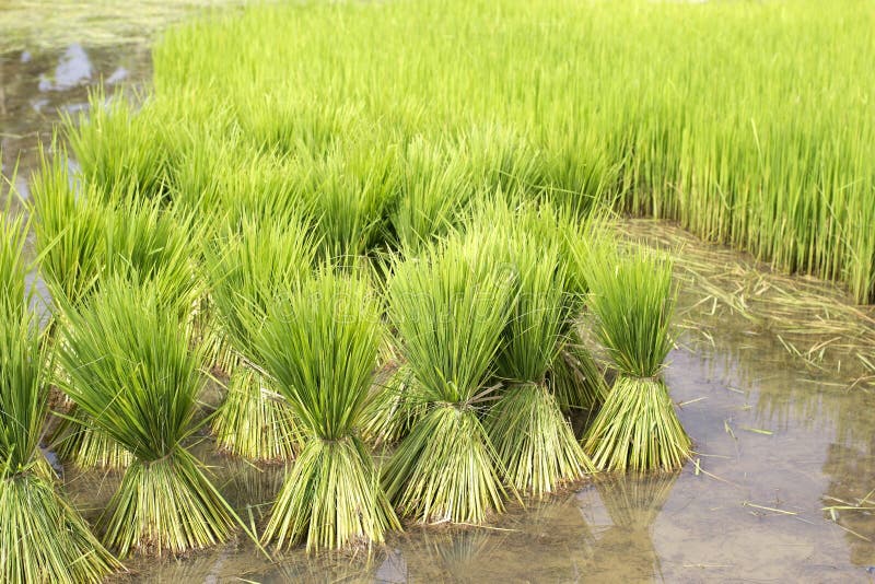 Rice Cultivation , Thailand Stock Image - Image of grow, agricultural ...