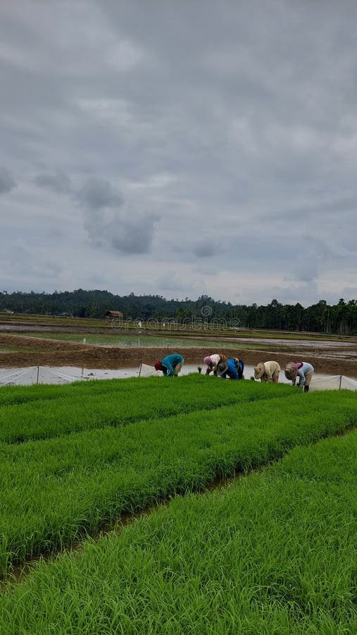 Rice Cultivation in the Village Stock Photo - Image of village, natural ...