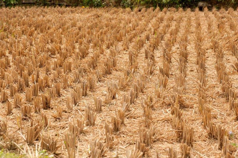 Rice is cut in a field. stock photo. Image of organic - 48030150