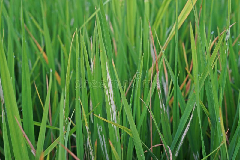 Rice damage on leaves stock photo. Image of natural, health - 94541924