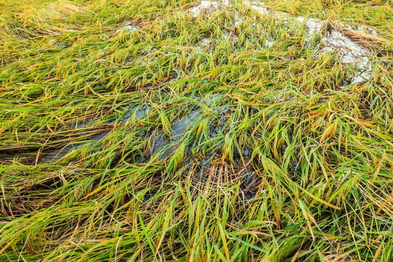 Rice damaged stock photo. Image of environment, fall - 81101626