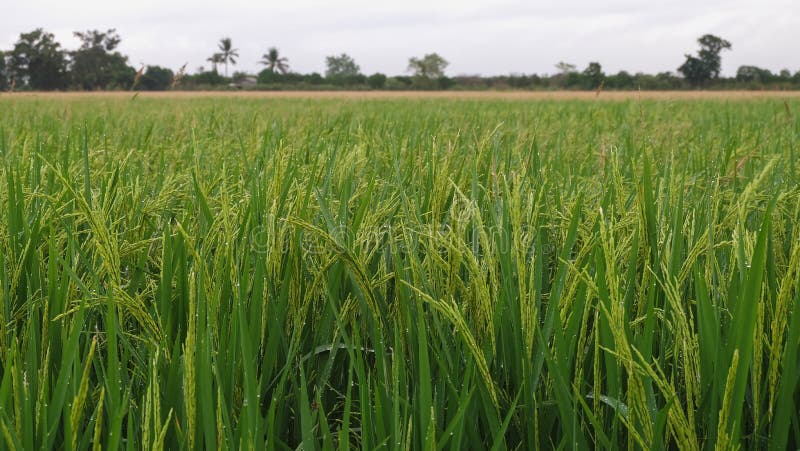 Rice dawn stock photo. Image of rice, leaves, dawn, morning - 78190242
