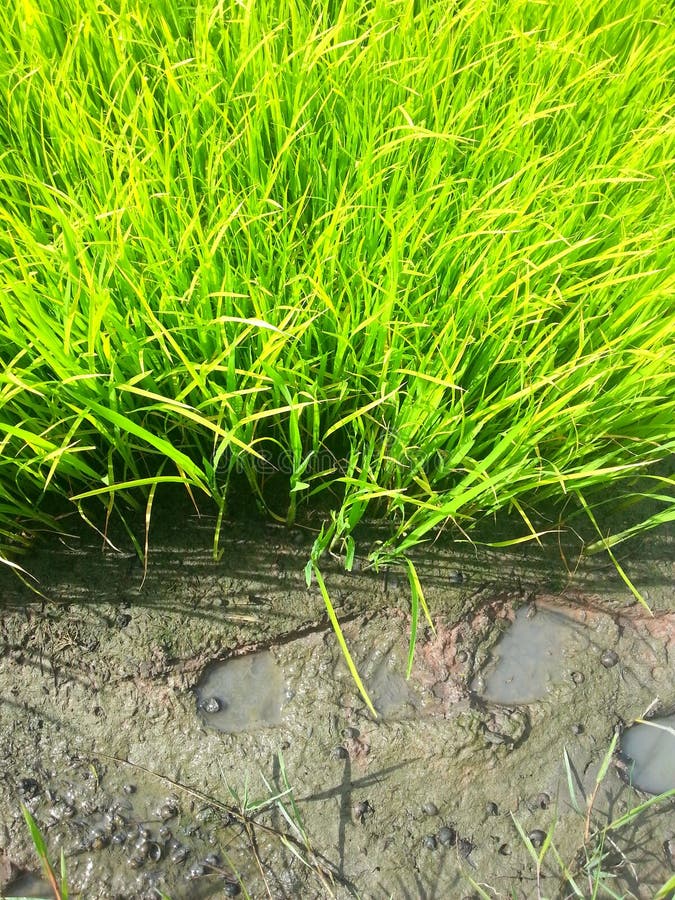 Rice stock photo. Image of rice, shells, footprint, dead - 45148180