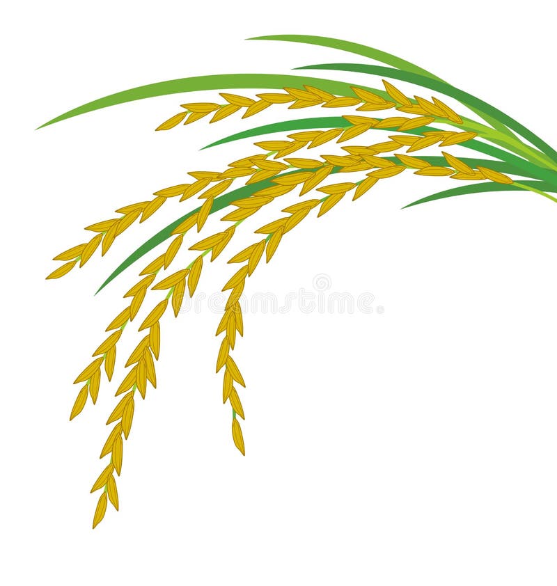 Rice design stock vector. Illustration of natural, cereal - 37098601
