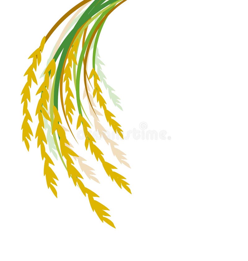 Rice plant isolated icon stock vector. Illustration of agriculture ...