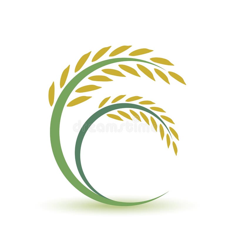 Rice design stock vector. Illustration of food, grain - 39994874