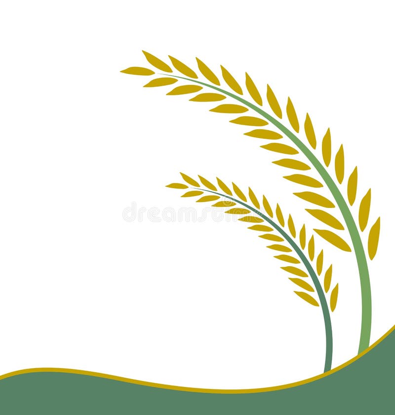 Golden Rice or Jasmine Rice on White Background Stock Vector ...
