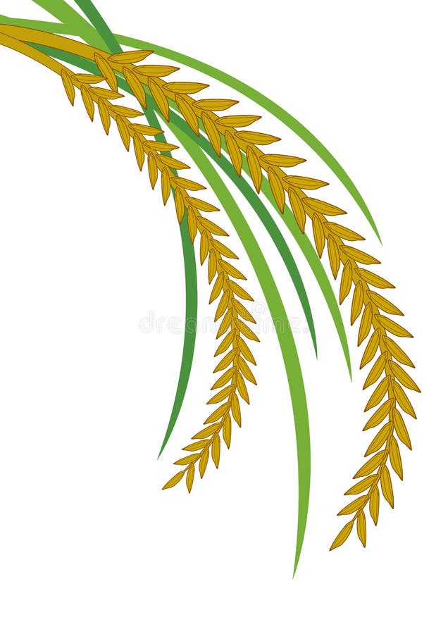 Rice design stock vector. Illustration of natural, cereal - 37098601