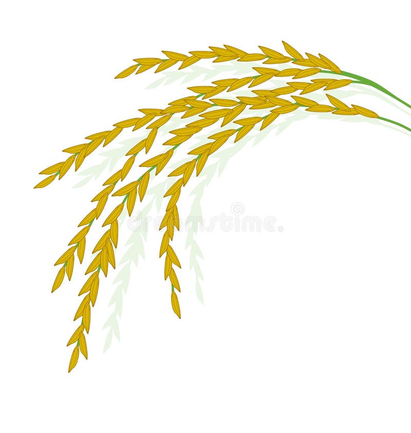 Rice design stock vector. Illustration of food, grain - 39994874