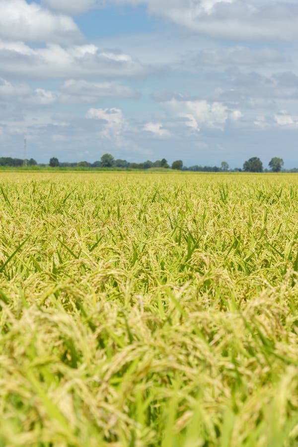 Rice Dream stock photo. Image of autumn, agriculture - 58414372