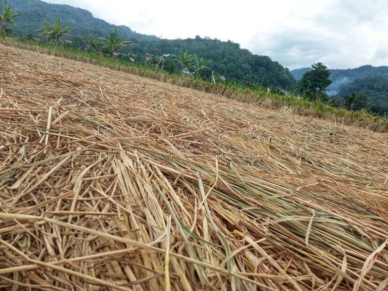 Rice Dried after Harvesting with the Beauty of the Mountains Stock ...