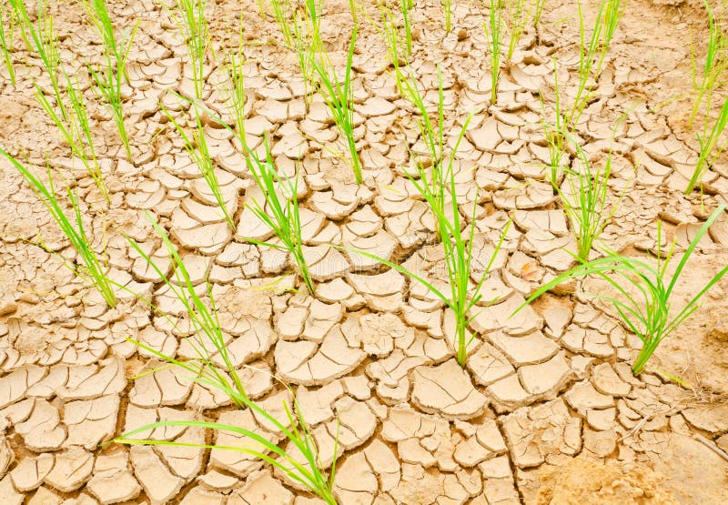 Rice on drought field stock photo. Image of change, earth - 50560864