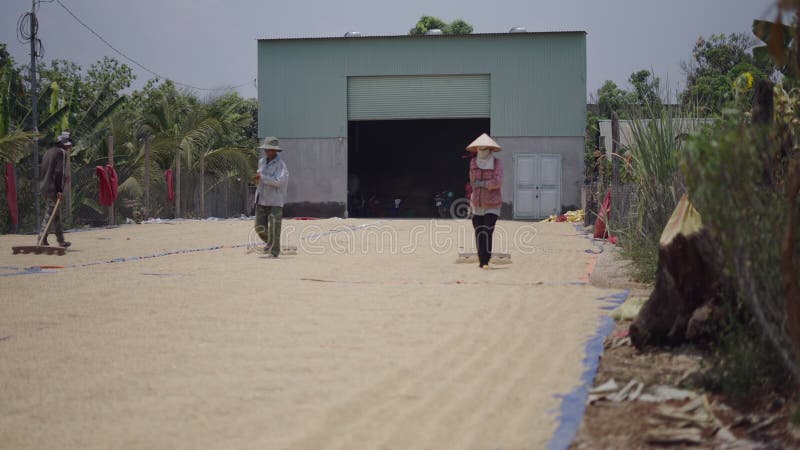 At the Rice Drying Facility Three Asian People Rake Over the Large ...
