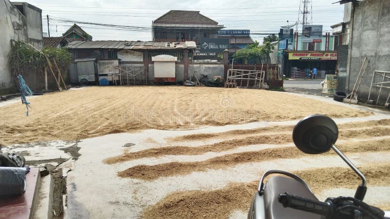 Rice Drying Process,using Solar Heat Editorial Stock Photo - Image of ...