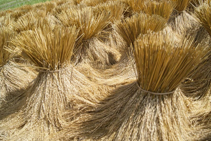 Rice drying in the sun stock image. Image of landscape - 165588023