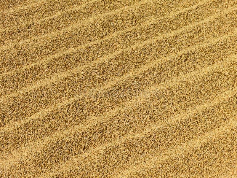 Rice drying in the sun stock photo. Image of hearty, rice - 70663150