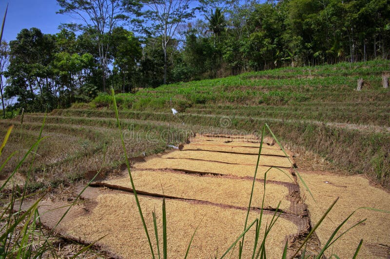 Rice drying on the terrace stock photo. Image of outdoor - 295776422