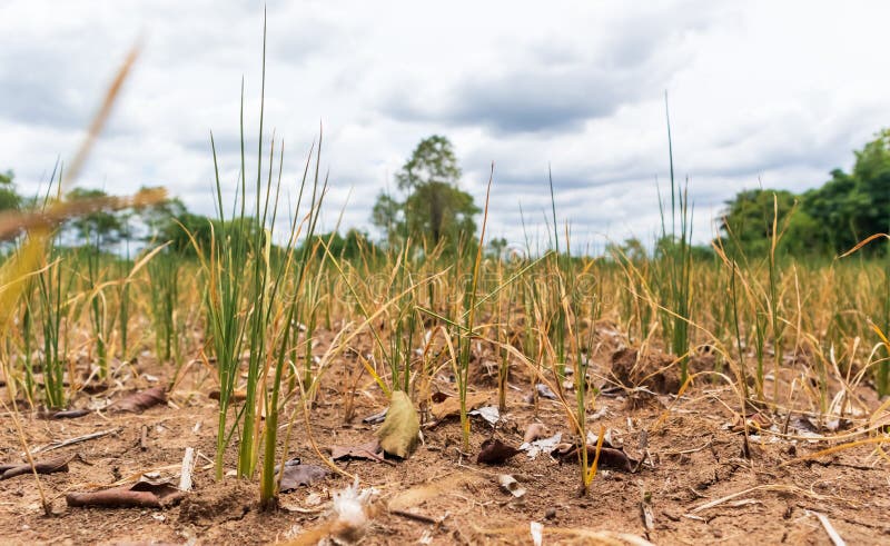 Rice is dying. stock image. Image of dying, outdoor - 153810995