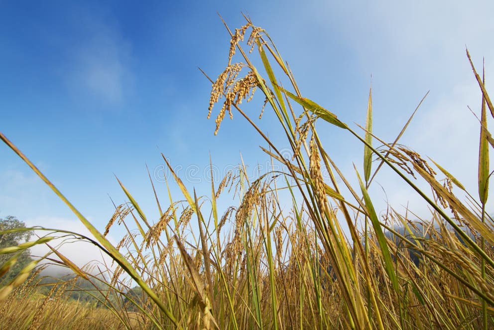 Rice ear stock image. Image of field, thai, rice, cloud - 22643933