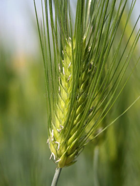 Rice ear stock photo. Image of detail, cereal, botany, farmland - 782418