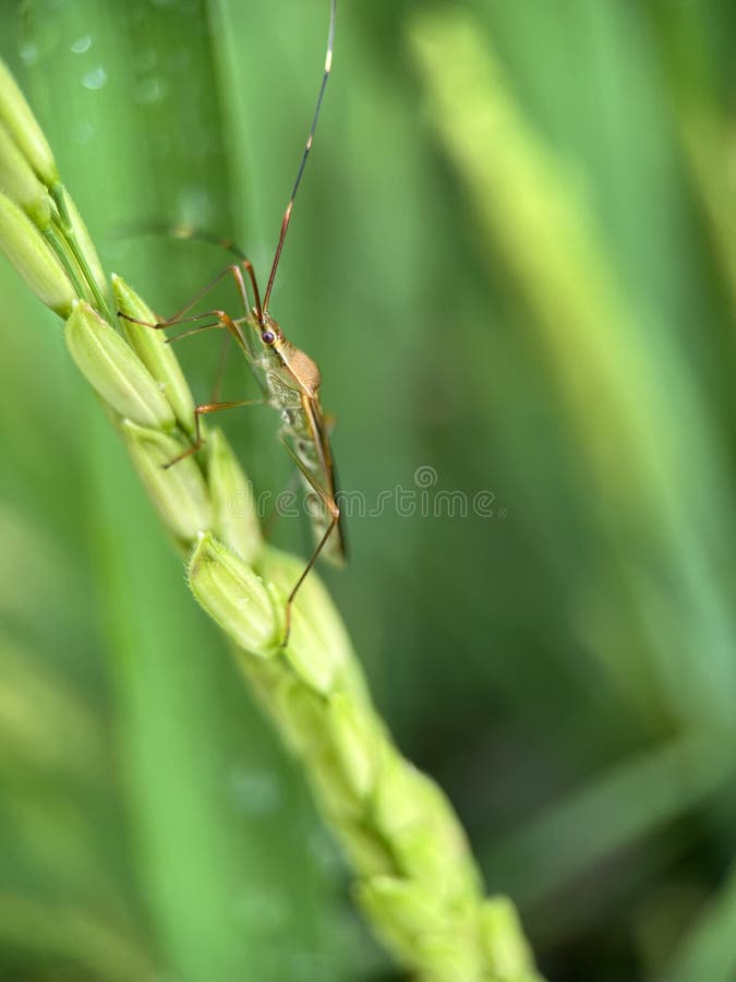 Rice Ear Bug on Green Paddy with Blur Background Stock Image - Image of ...